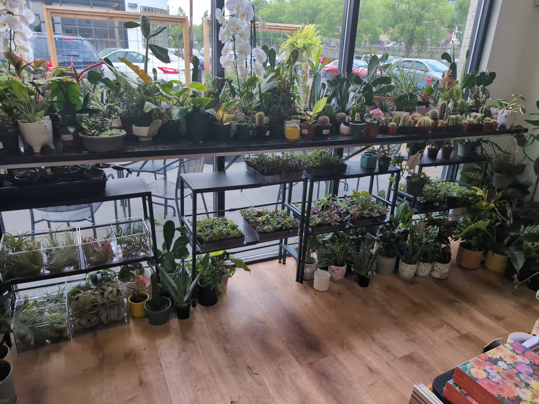 Roots to Petals Plant Studio | Premier House Plants Pittsburgh PA ...